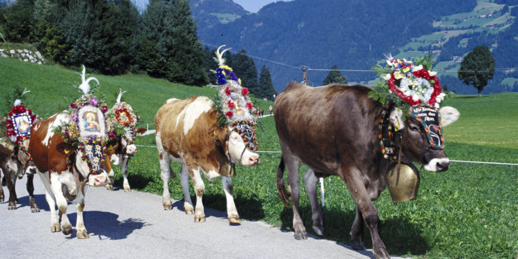 Almabtrieb - Hotel Neuwirt